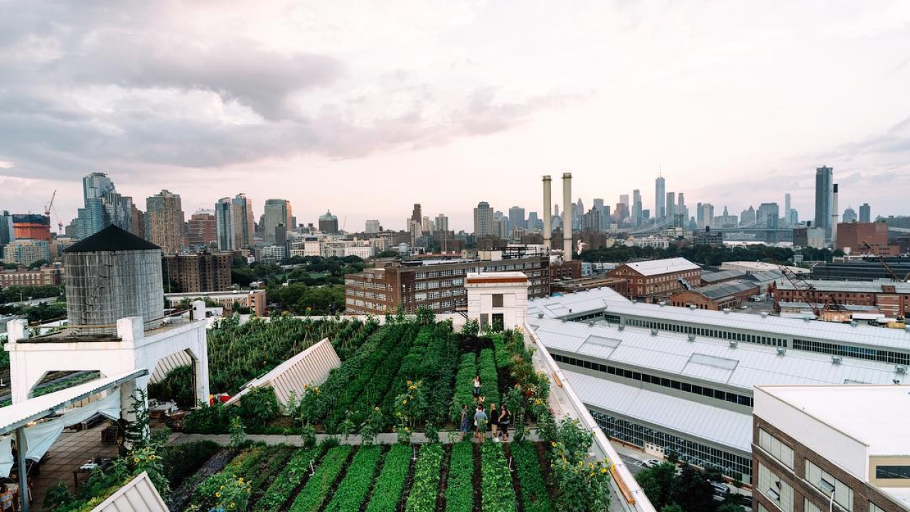 NYC Network - Brooklyn Grange Rooftop Farm Tour | One Aggie Network